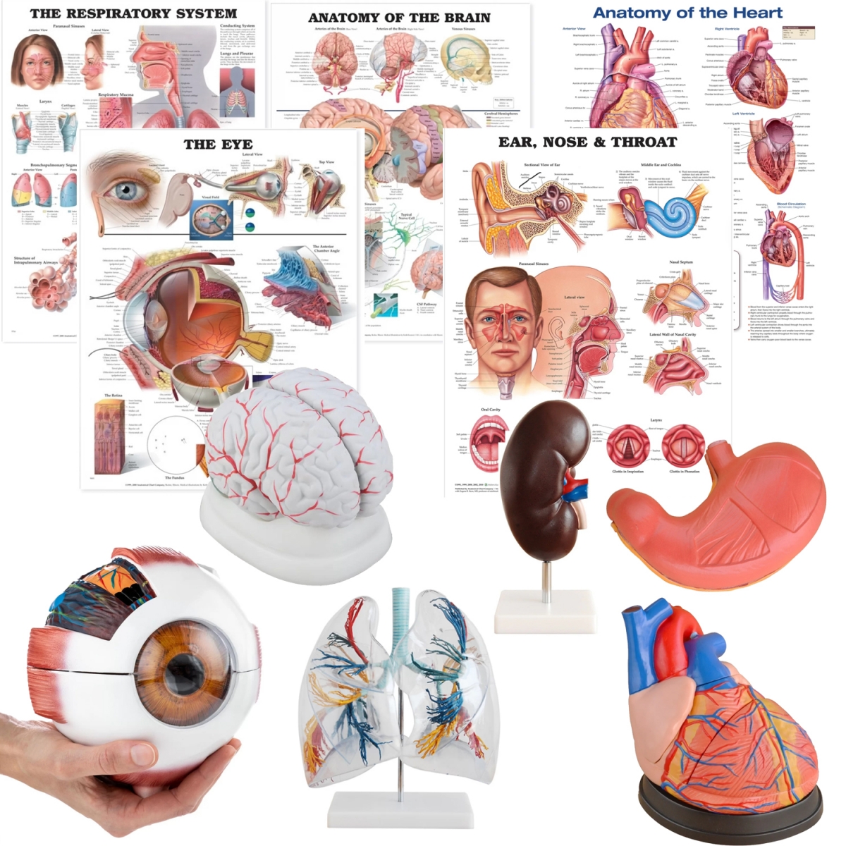 Organ Anatomy Bundle - Myaskro